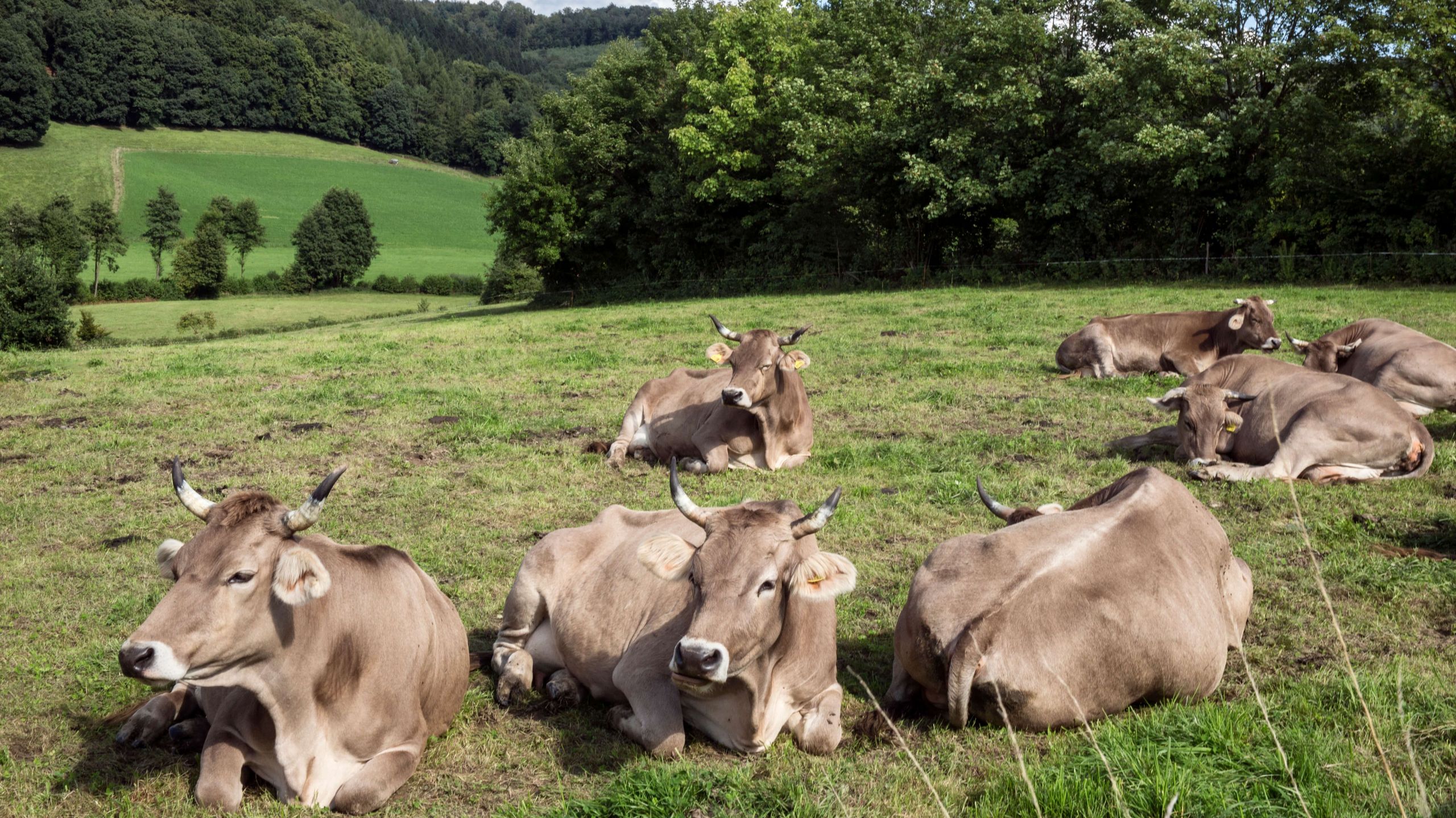 Alle Wanderwege und Themenrouten in und um den Kreis Mettmann